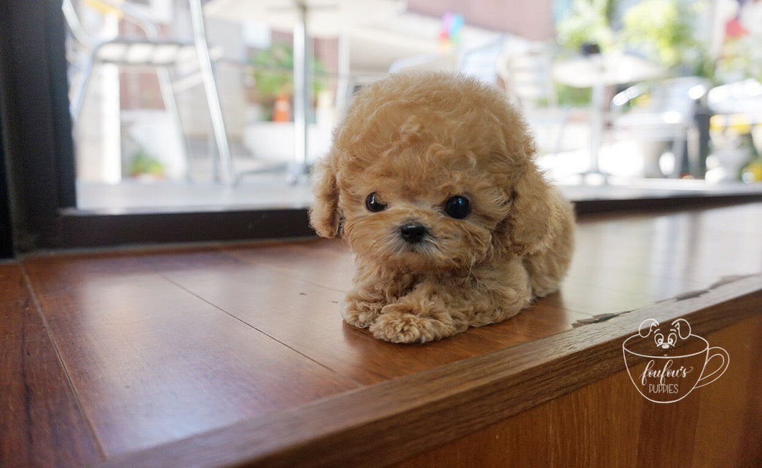 Mini Cavapoo Full Grown Size