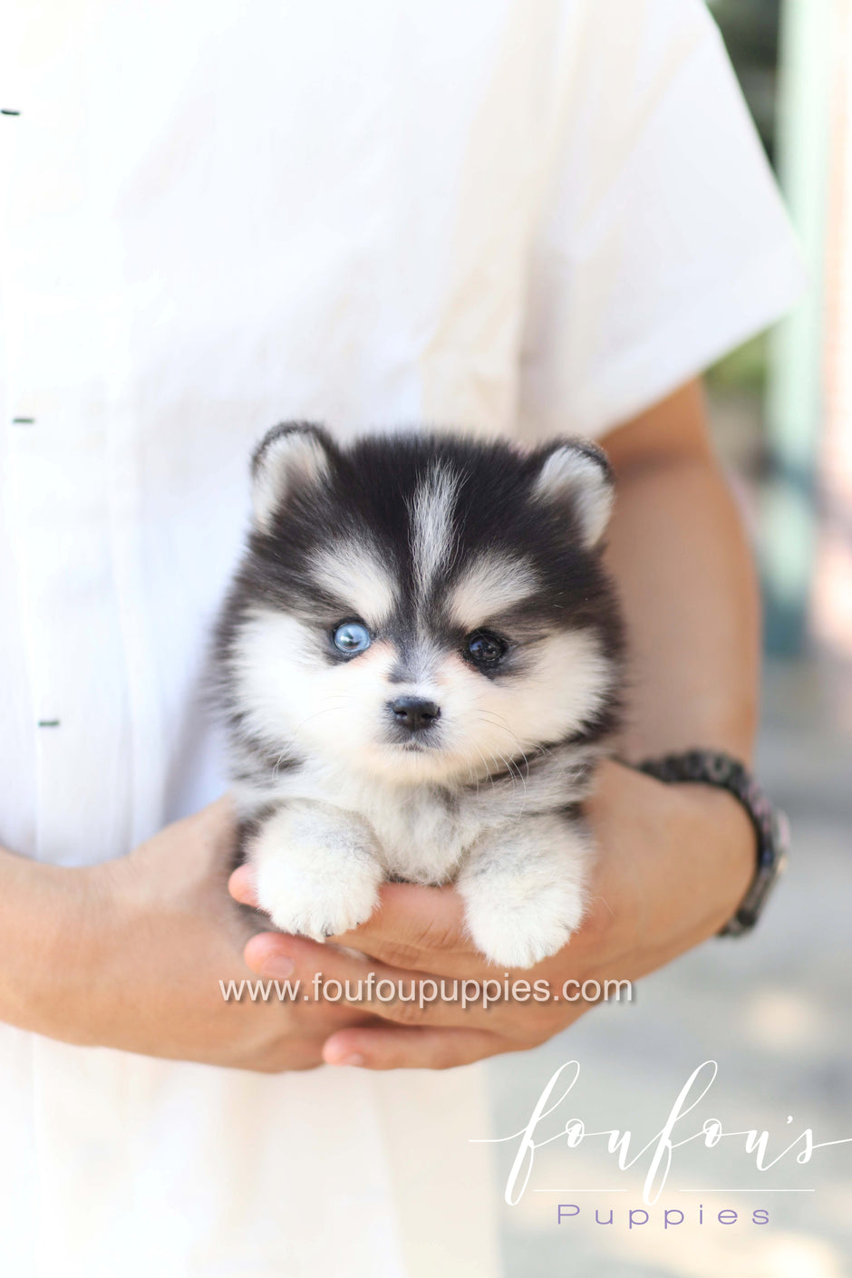 Teacup Puppies for Sale – Foufou Puppies Dubai and UAE