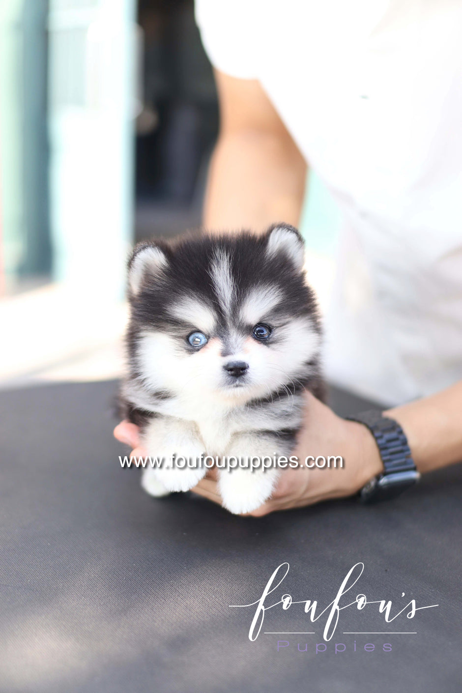 Teacup Puppies for Sale – Foufou Puppies Dubai and UAE