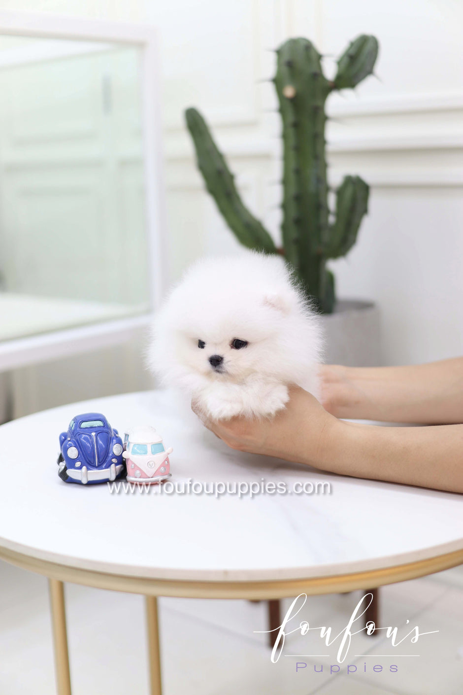 Teacup Puppies for Sale – Foufou Puppies Dubai and UAE